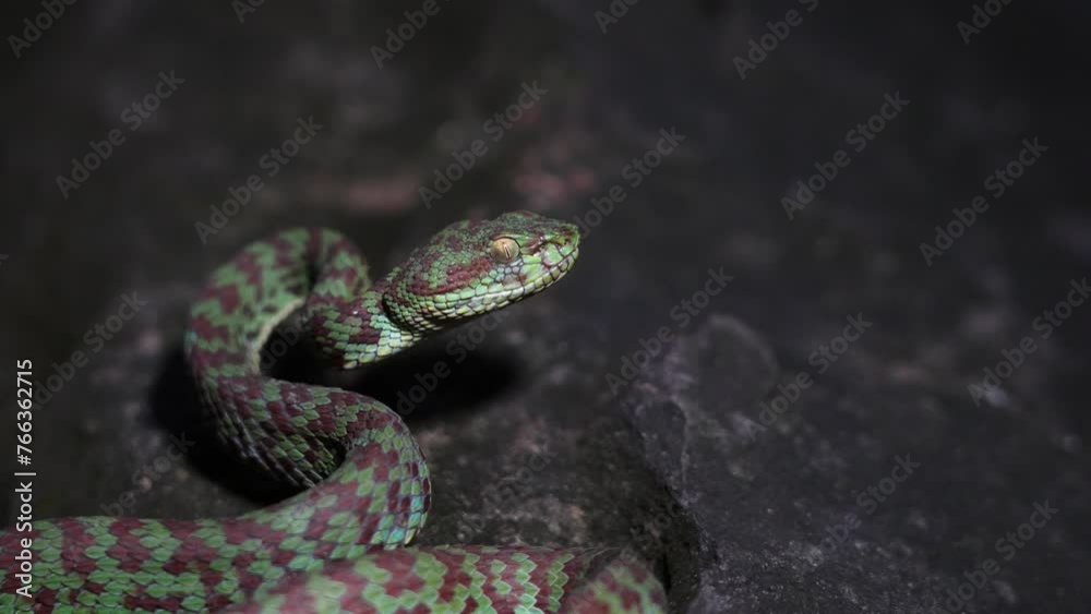 Slow Motion Video Close-up of face Beautiful pit viper (Trimeresurus ...