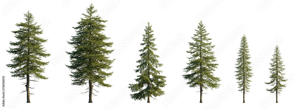 Larix decidua the European larch tree frontal set evergreen pinaceae ...