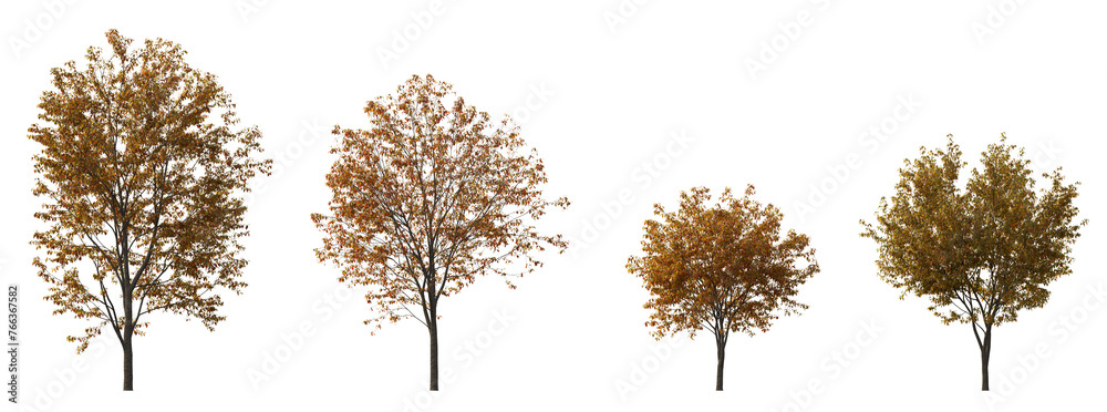 Acer tataricum ginnala frontal set (the Tatar, Tatarian, Euacer, Amur ...