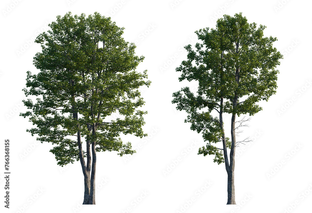 Alnus glutinosa tree (common, black, European alder) frontal set street ...