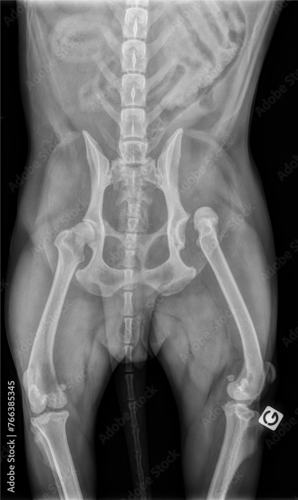 X-ray showing left hip dislocation in a dysplastic dog. Radiographie ...