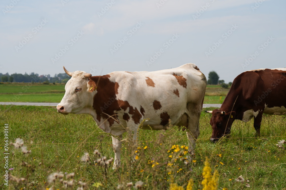 Wypas krów, krowa, bydło mleczne na łące, wypas krów, krowa na łące ...