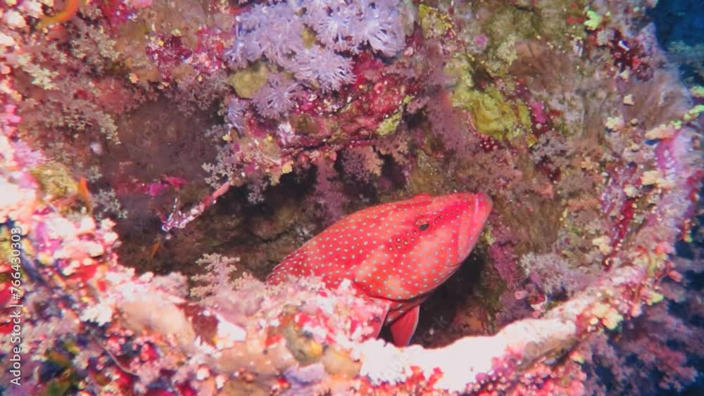 Red spotted grouper hiding in the wreck of the ship. Detail of the ...