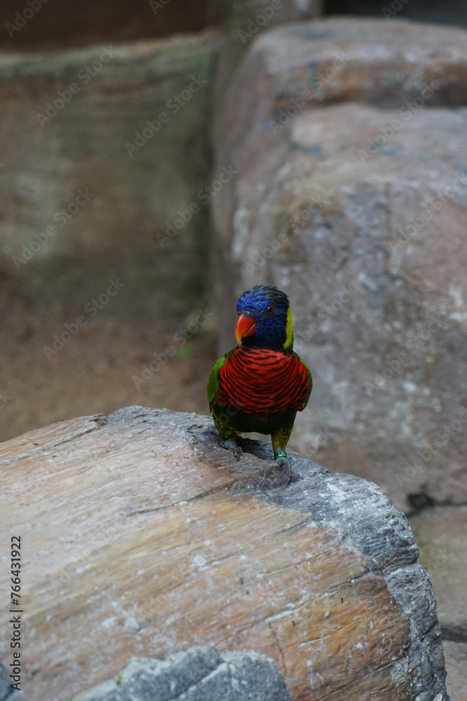 The coconut lorikeet (Trichoglossus haematodus), also known as the ...