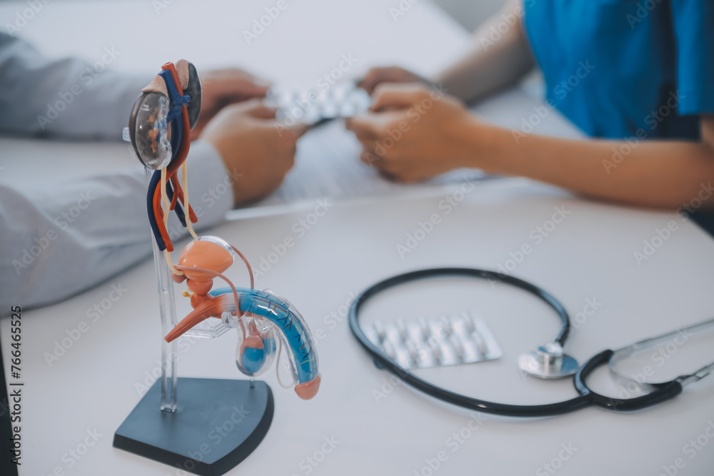 Doctor uses anatomical model to explain male urinary system. Model ...