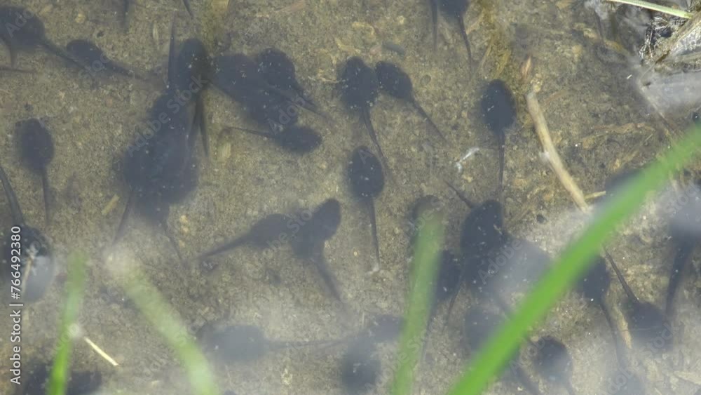 Tadpole, pollywog is larval stage in life cycle of an amphibian, frog ... Tadpole, pollywog is larval stage in life cycle of an amphibian, frog ...