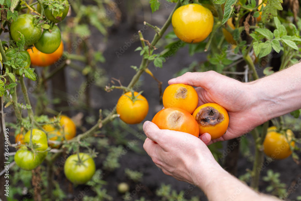 Brown spots on the yellow tomatoes in the farmer hands. Disease of ...