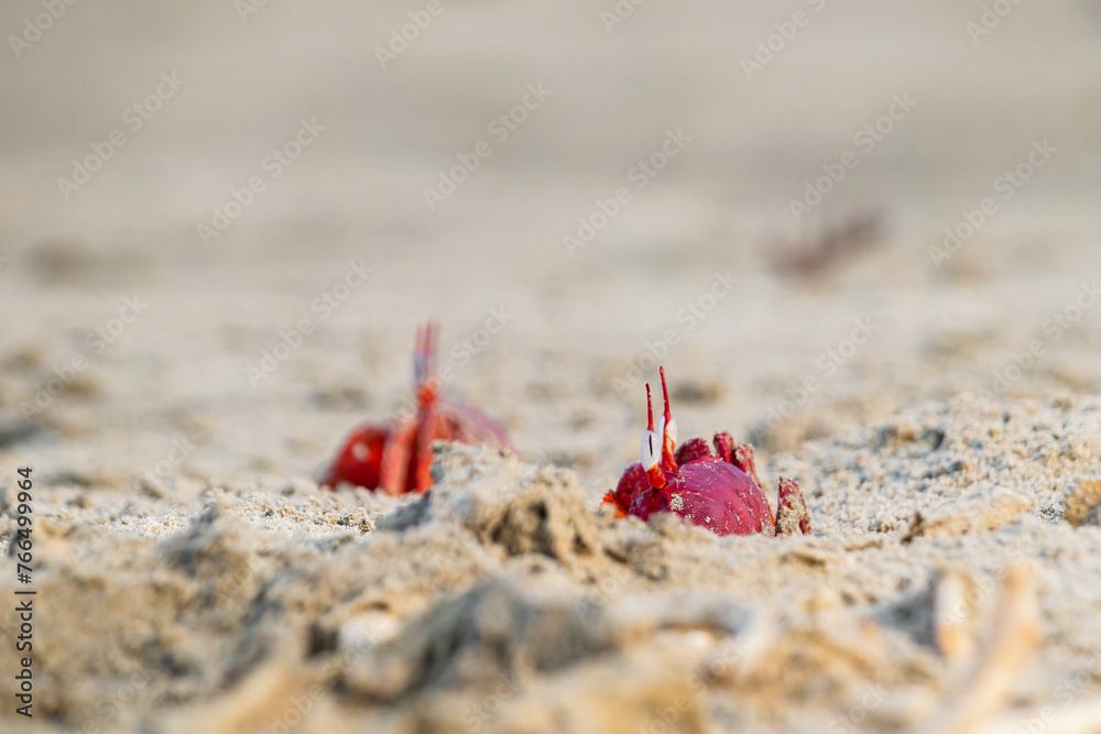Red ghost crabs or ocypode macrocera coming out of its sandy burrow during daytime. It is a ...