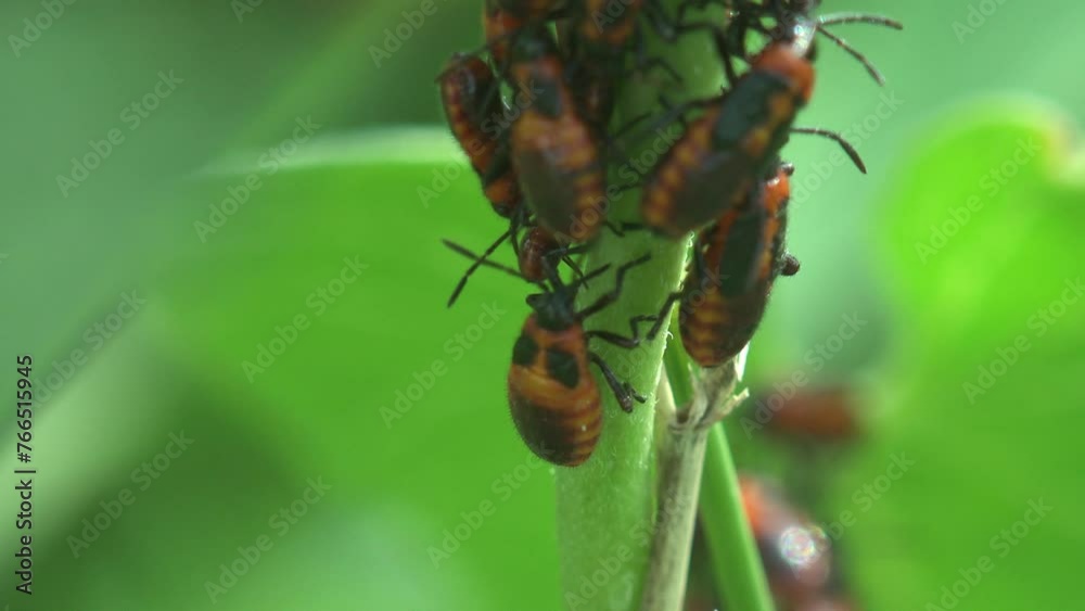 View Macro insects in wildlife. Colony young Firebug on green plant ...