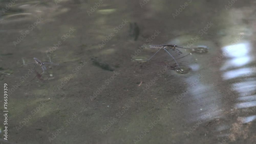 Gerridae are family of insects in order Hemiptera, water striders ...