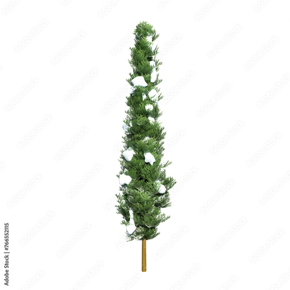 Chamaecyparis lawsoniana known by the common names of Oregon cedar ...