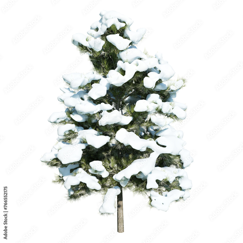 Larix decidua, tree known by the names of alerce, cedar, European ...