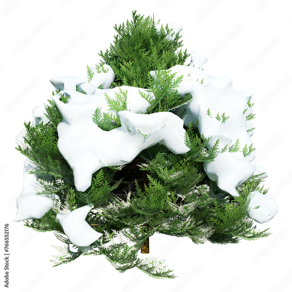 Chamaecyparis lawsoniana known by the common names of Oregon cedar ...