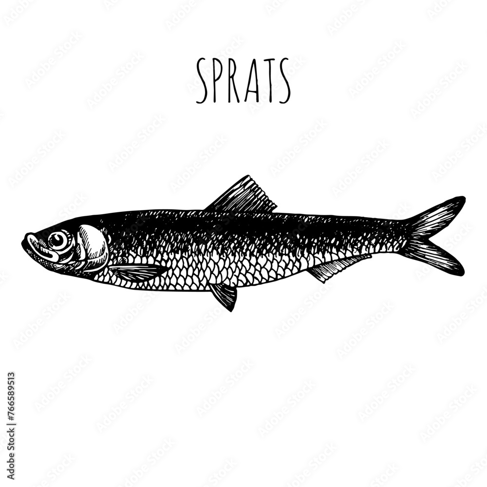 Sprat, commercial sea fish. Engraving, hand-drawn sketch. Vintage style ...