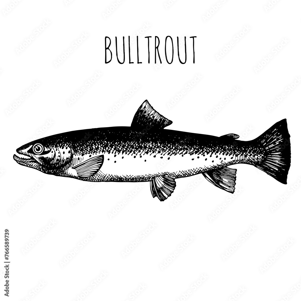 Bulltrout, commercial sea fish. Engraving, hand-drawn sketch. Vintage ...