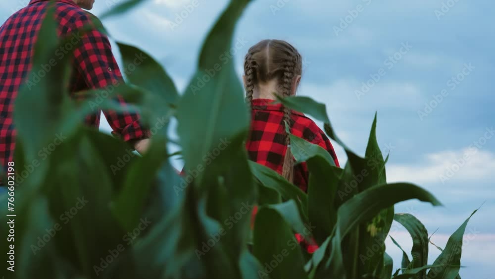 Lady farmer walks through corn field with daughter holding hands ...