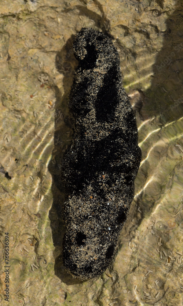 Holothuria edulis, commonly known as the edible sea cucumber or the ...