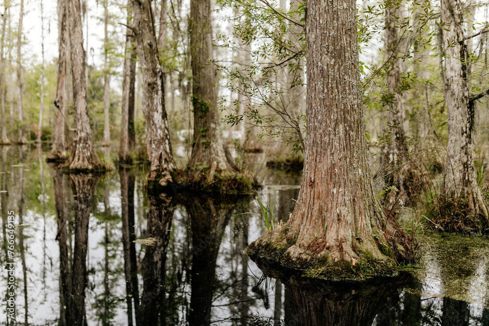 Beautiful landscape in a swamp with cypress trees with Spanish moss ...