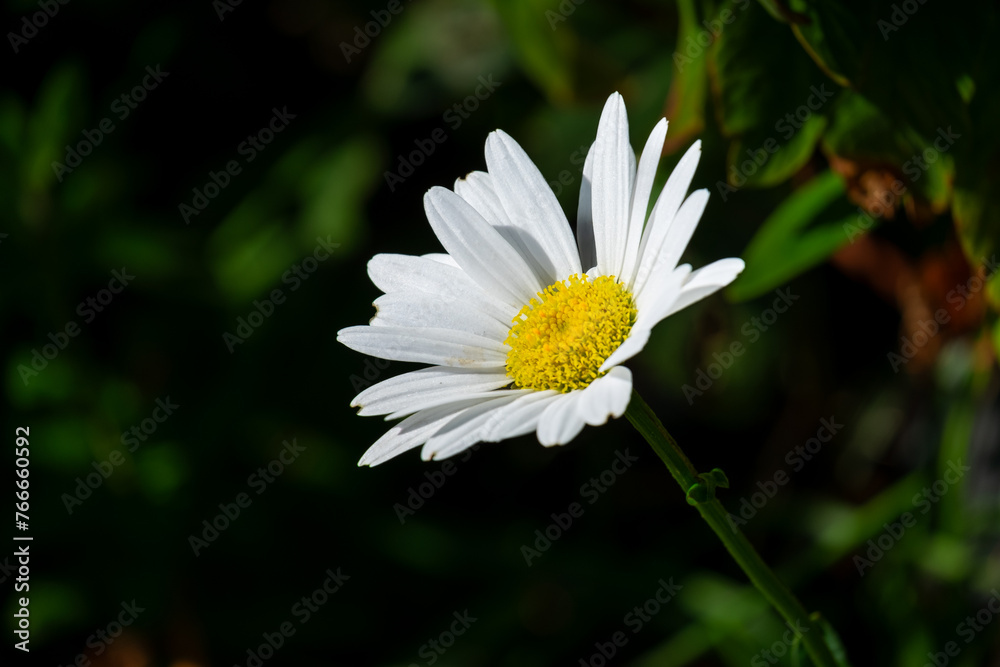 Macro of a single wild white daisy flower or a common daisy. Its flower ...