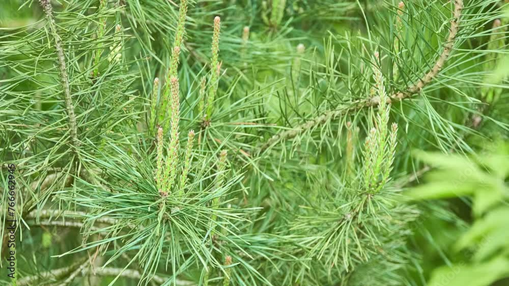 Pinus sylvestris, Scots, Scotch, European red or Baltic pine is species ...
