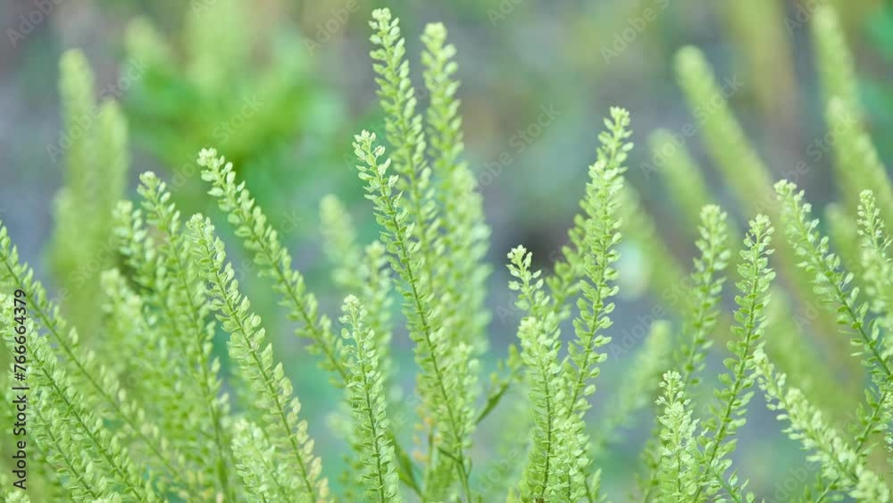 Lepidium is a genus of plants in the mustard-cabbage family ...