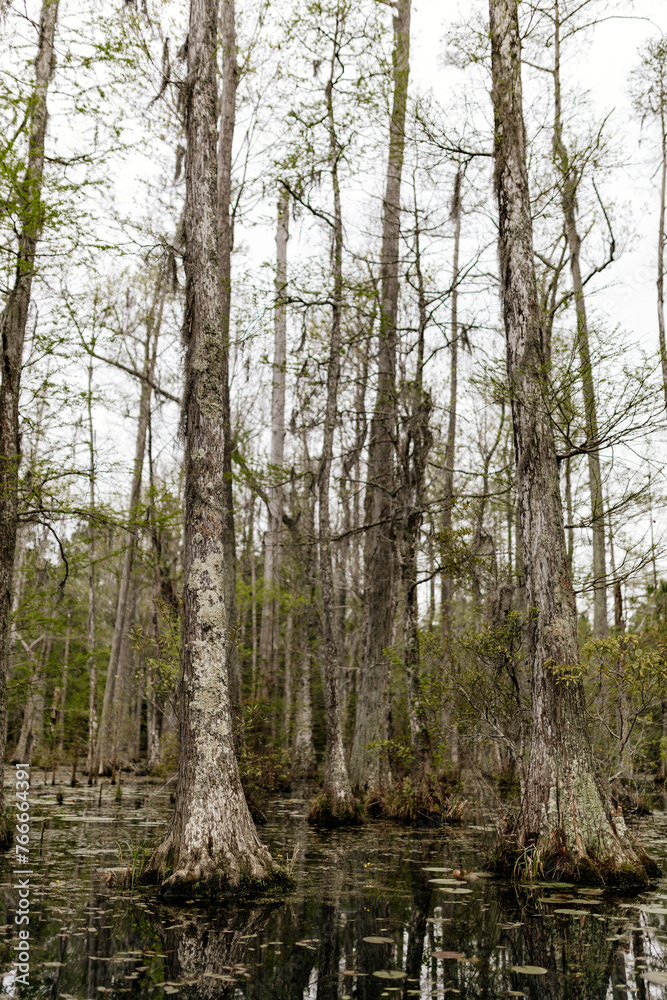 Beautiful landscape in a swamp with cypress trees with Spanish moss ...