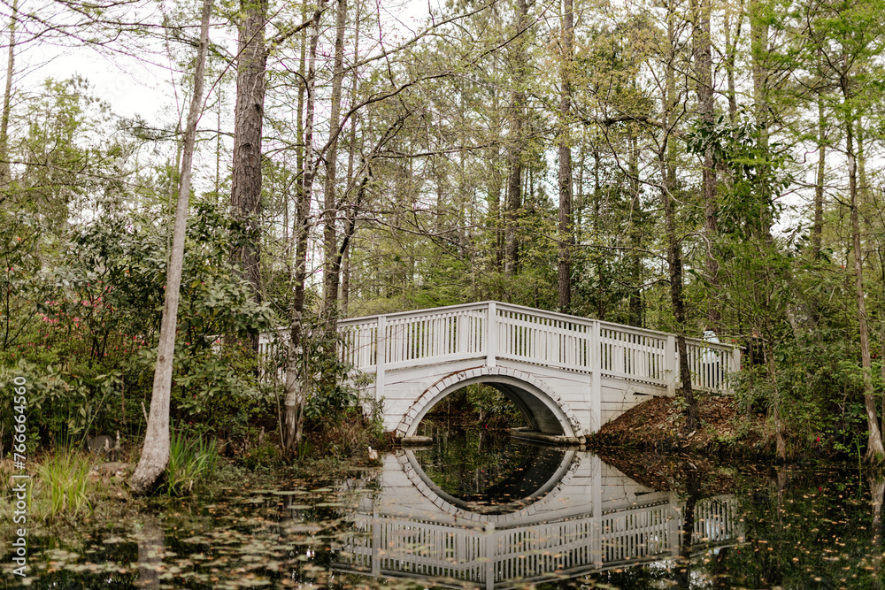Beautiful landscape in a swamp with cypress trees with Spanish moss ...