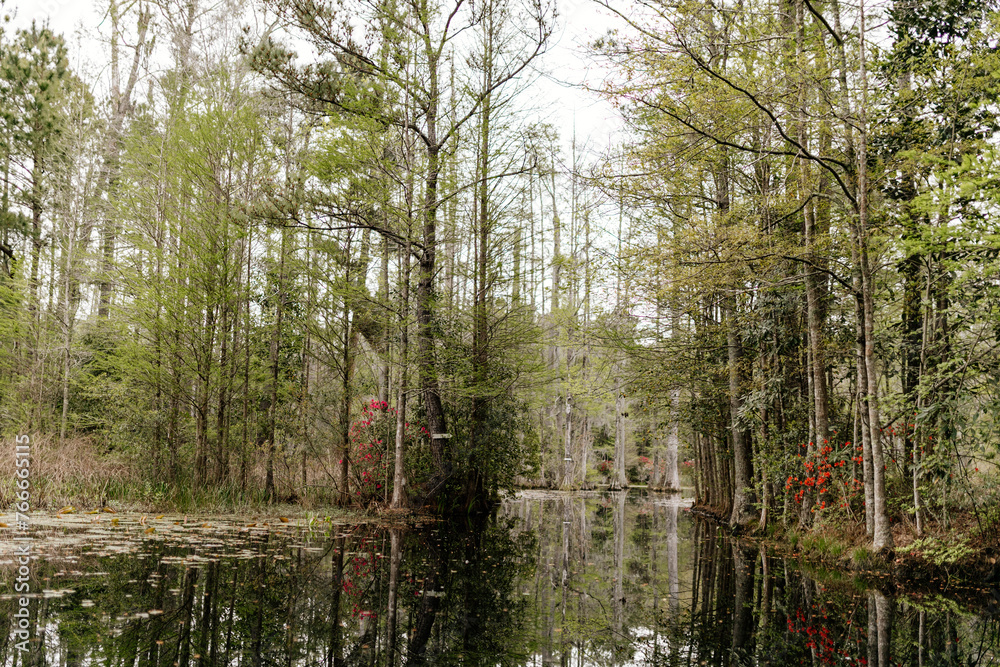 Beautiful landscape in a swamp with cypress trees with Spanish moss ...
