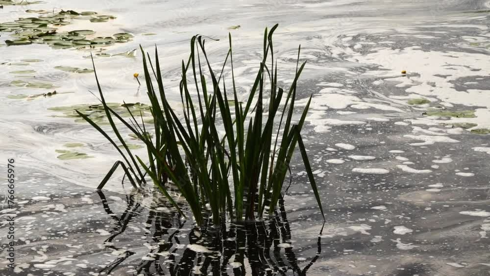 Typha latifolia (broadleaf cattail, bulrush, common bulrush, common ...