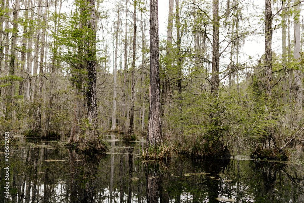 Beautiful landscape in a swamp with cypress trees with Spanish moss ...