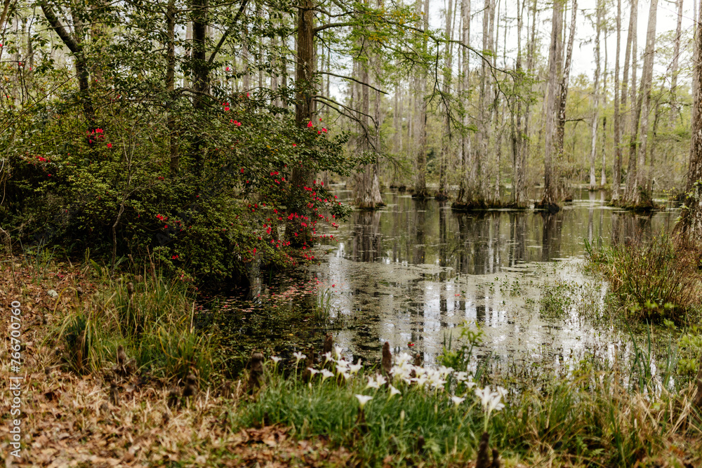 Beautiful landscape with cypress trees with Spanish moss, flowering ...
