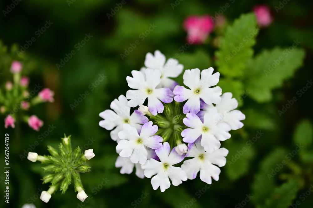 White Vibrant Verbena Hybrida blooms in small, delicate flowers ...