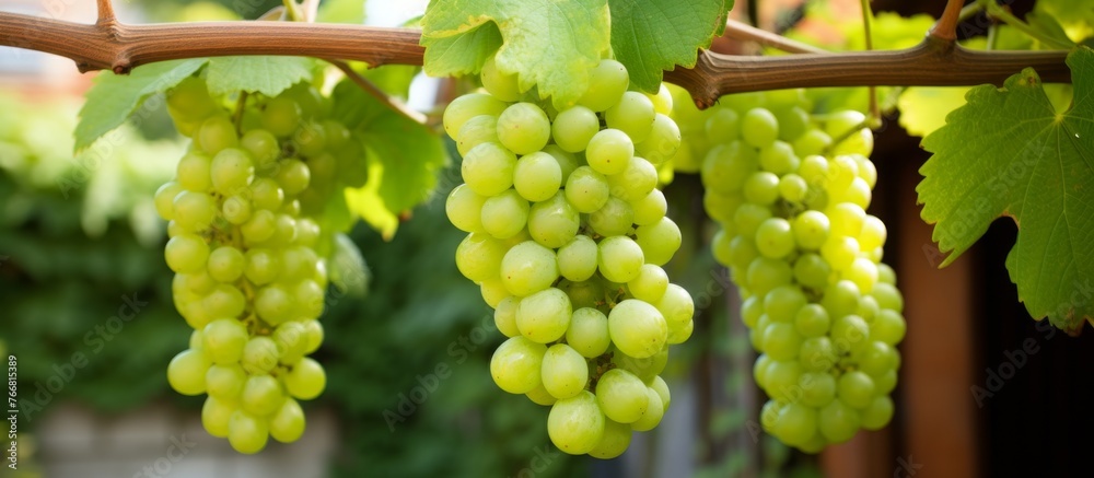 Three clusters of green grapes dangling from a vine, showcasing the ...