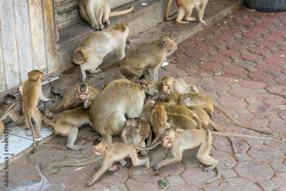 Many wild monkeys are causing a lot of problems in Lopburi City, both ...