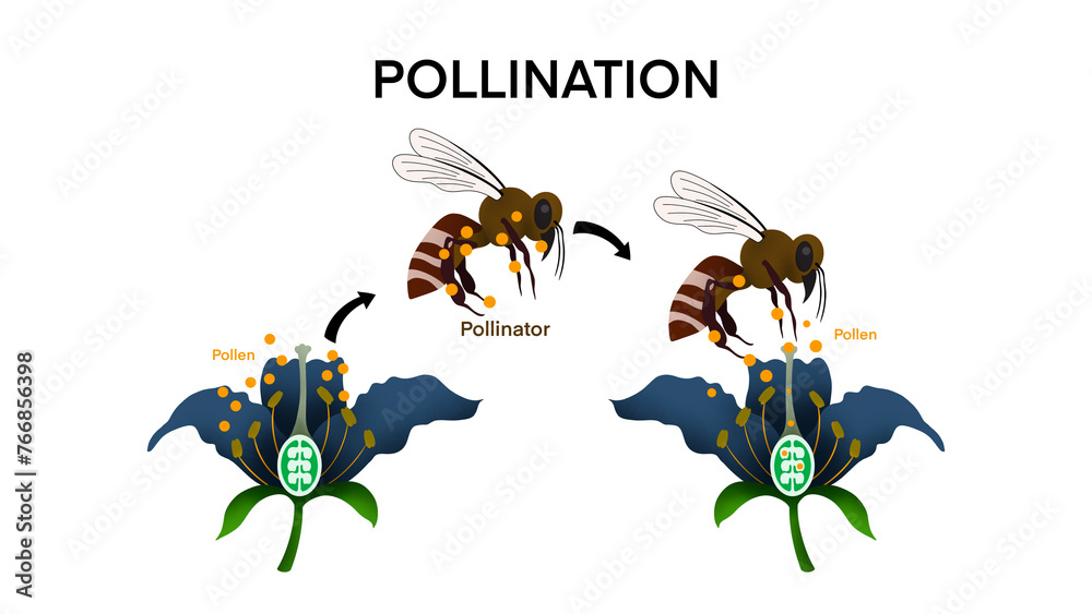 Pollination, Diagram showing pollination with flower and bee, process ...