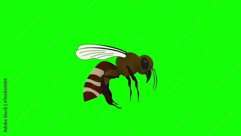 Closeup video of honeybee flying against green screen, wildlife insects ...