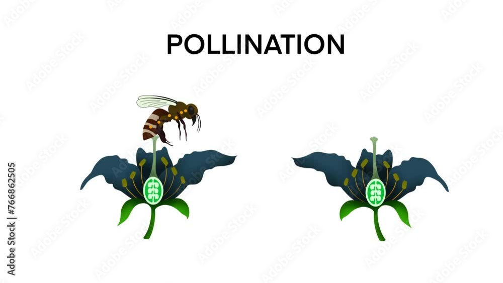 Vidéo Stock Pollination Diagram Showing Pollination With Flower And
