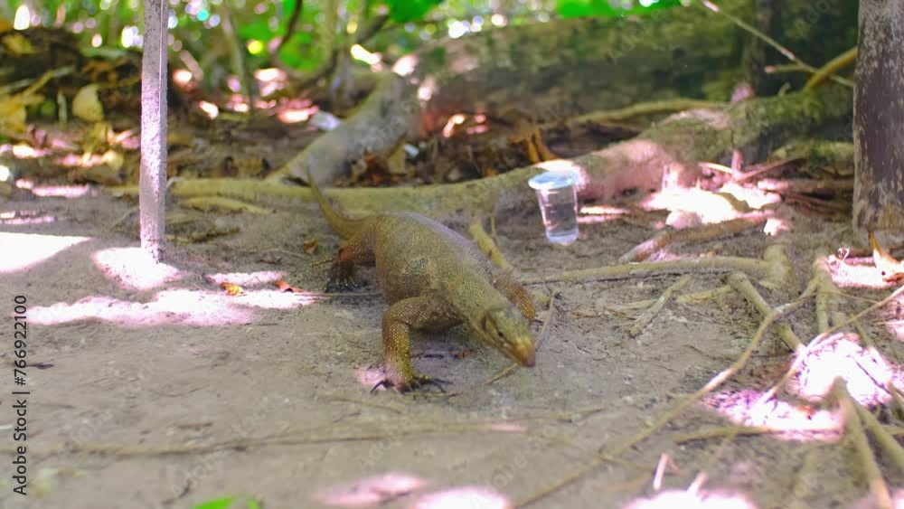 Monitor lizard walks on the sand between the trees. Time-lapse footage ...