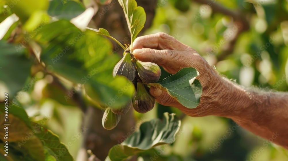 image of an old farmer picking fresh figs from a low hanging branch. AI ...
