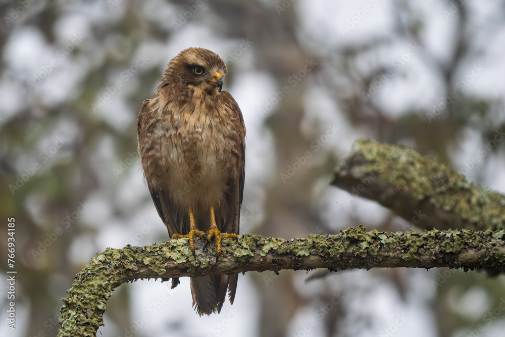 Himalayan Buzzard - Buteo burmanicus, beautiful brown bird of prey from ...