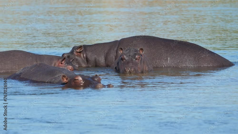 Herd of African hippos swims in river escaping from heat weather of day ...