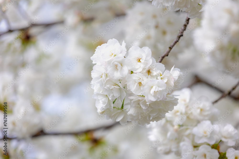 Selective focus of white Prunus serrulata flowers, Beautiful Cherry ...