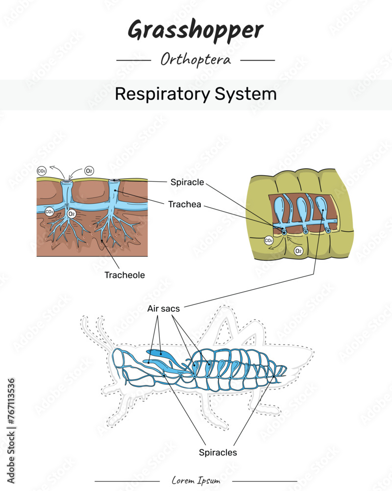 Grasshopper Anatomy Respiratory system illustration with text Stock ...