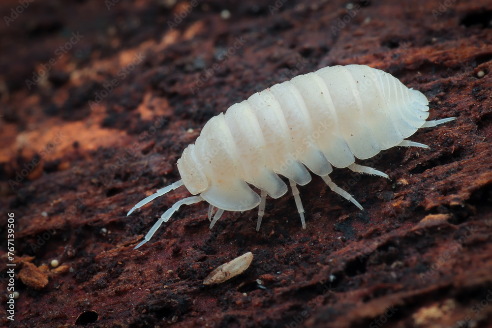 White laevis "Porcellio laevis" isopods closeup on bark, Porcellio laevis closeup, White isopod ...
