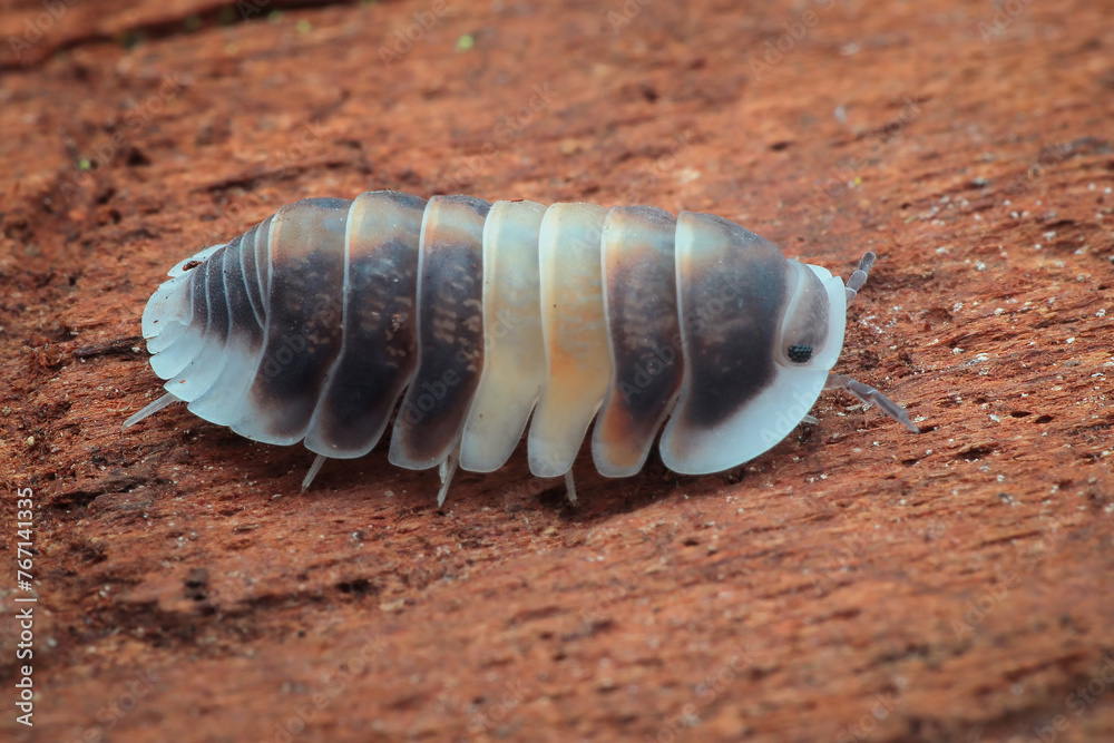 Cubaris Sp "cappuccino" isopod on bark, Isopod closeup, Isopod Cubaris ...