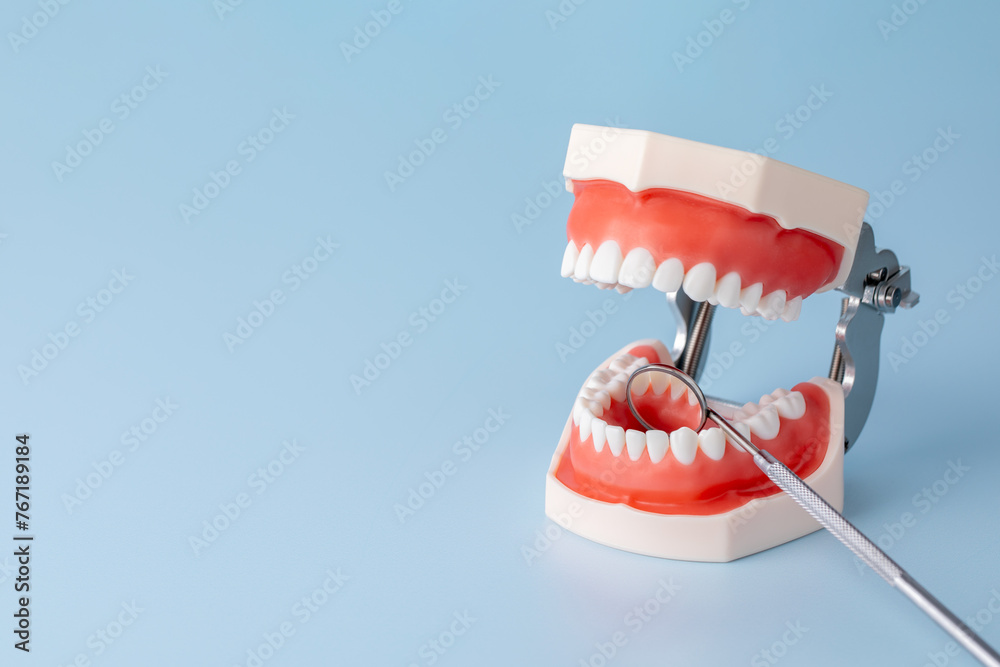 mock-up of a human jaw with teeth with an open mouth on a blue ...