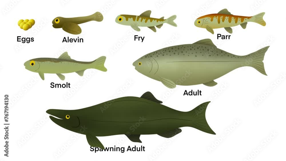Life cycle of a Salmon, salmons have an average lifespan of 7 years ...