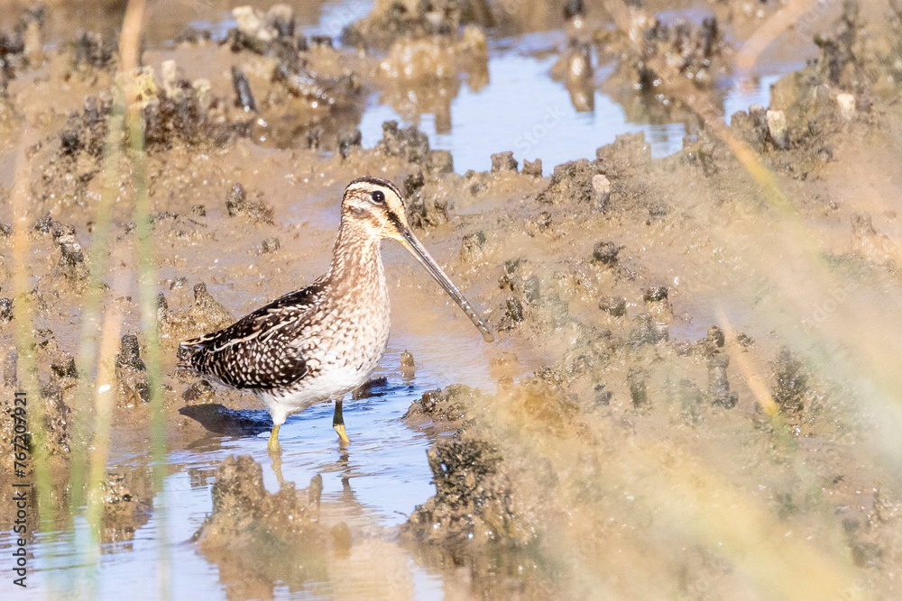 African Snipe (Gallinago nigripennis) aka Ethiopian Snipe on tidal mud ...