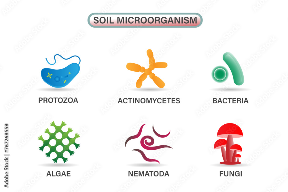Several Important Microbes Living in Soil: Including Algae, Bacteria ... Several Important Microbes Living in Soil: Including Algae, Bacteria ...