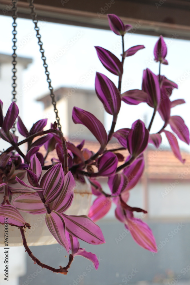 Silver Inch Plant (Tradescantia zebrina) also known as Wandering Jew ...